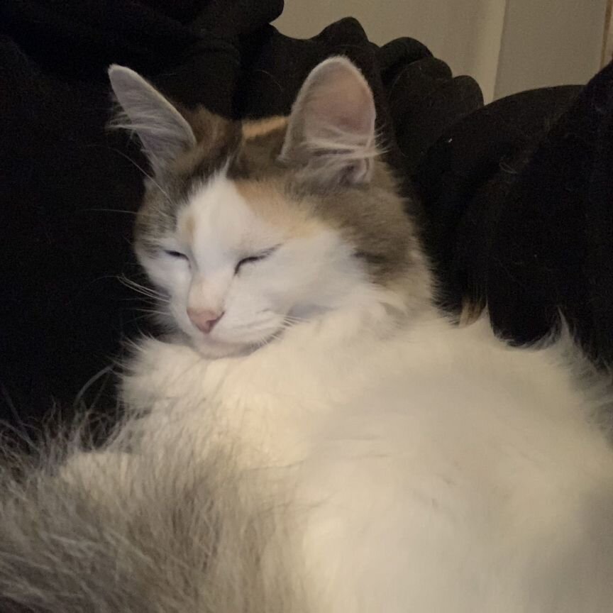 Кот и кошка на передержку