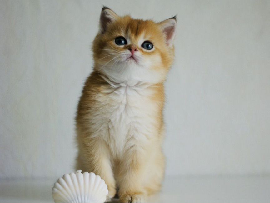 Шотландские котята