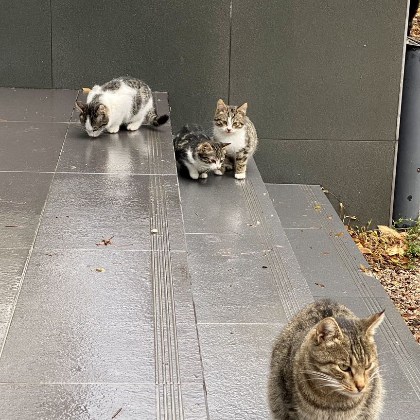 Котята погибают