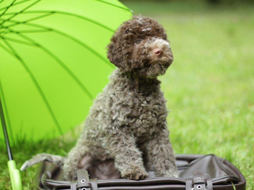 Лаготто щенок