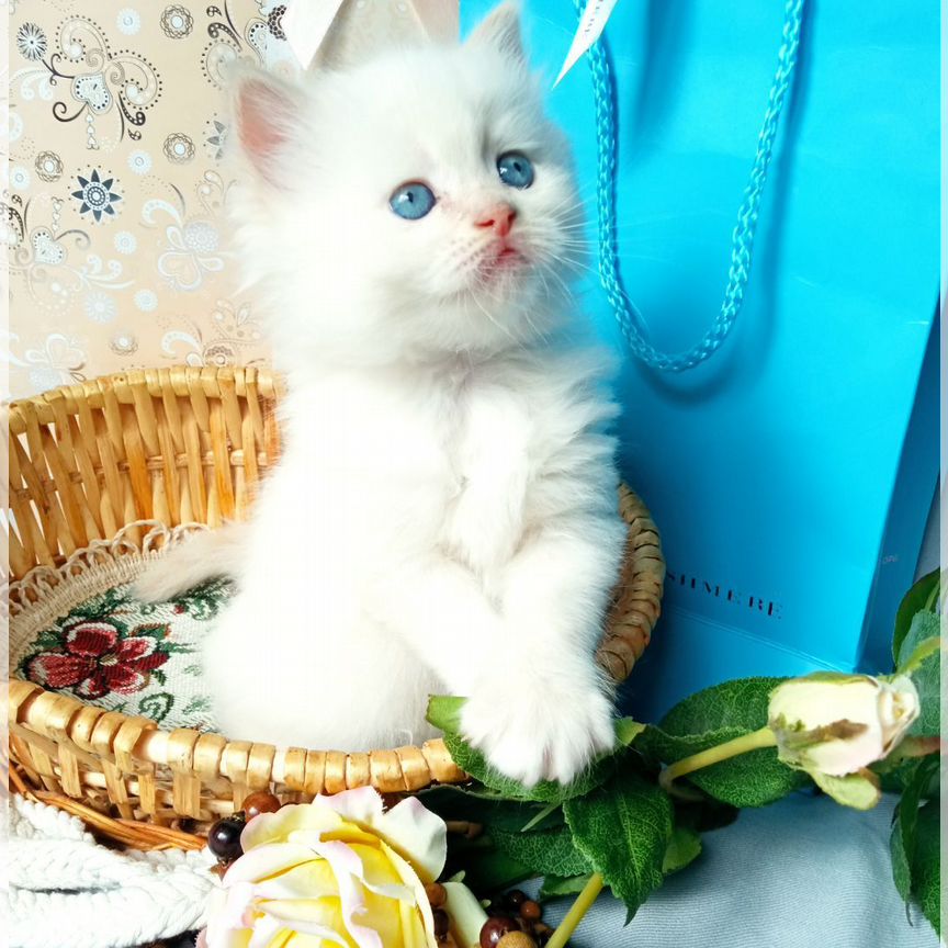 Невский маскарадный котёнок