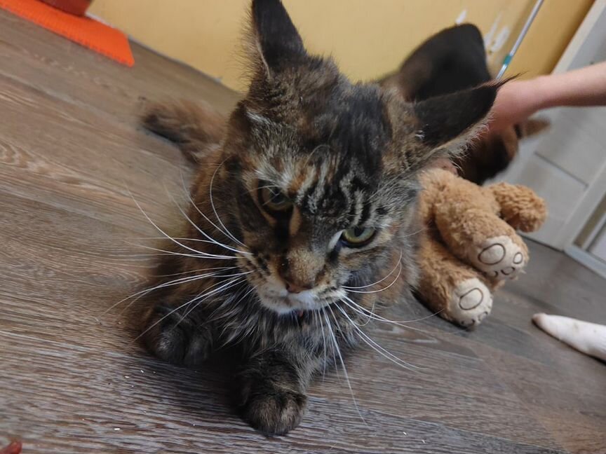 Отдам девочку мейн-кун