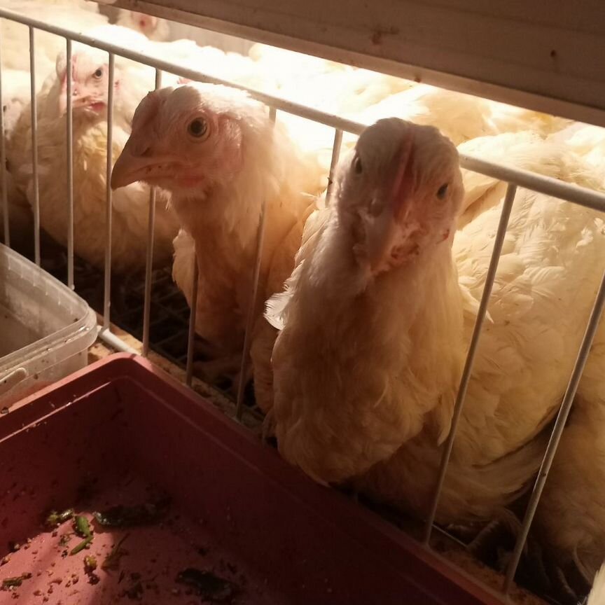 Продам бройлеров