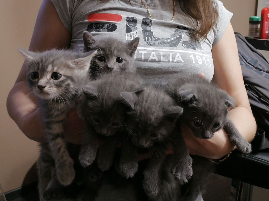 Кошки