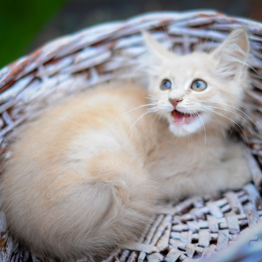 Котенок мейн-кун