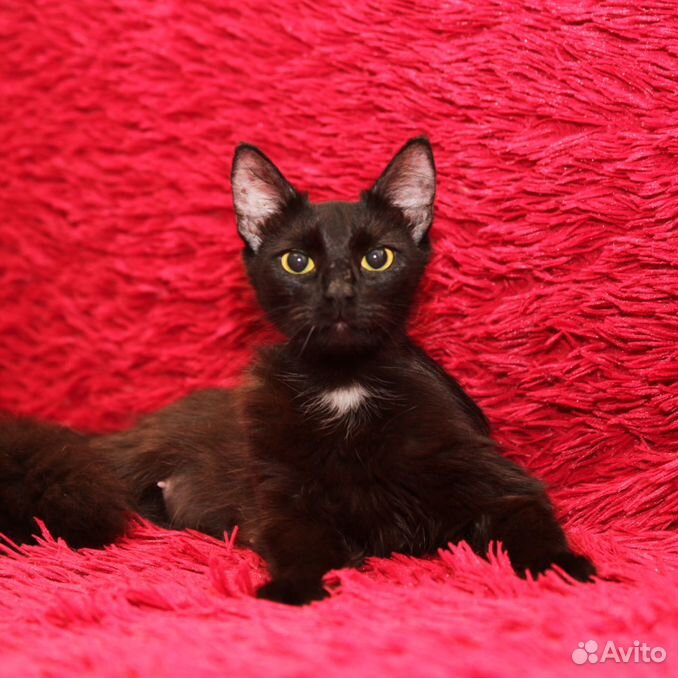 Кошечка, Земфира