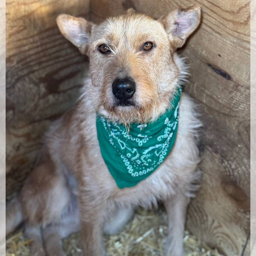 Молоденький терьеристый пес жмется от страха