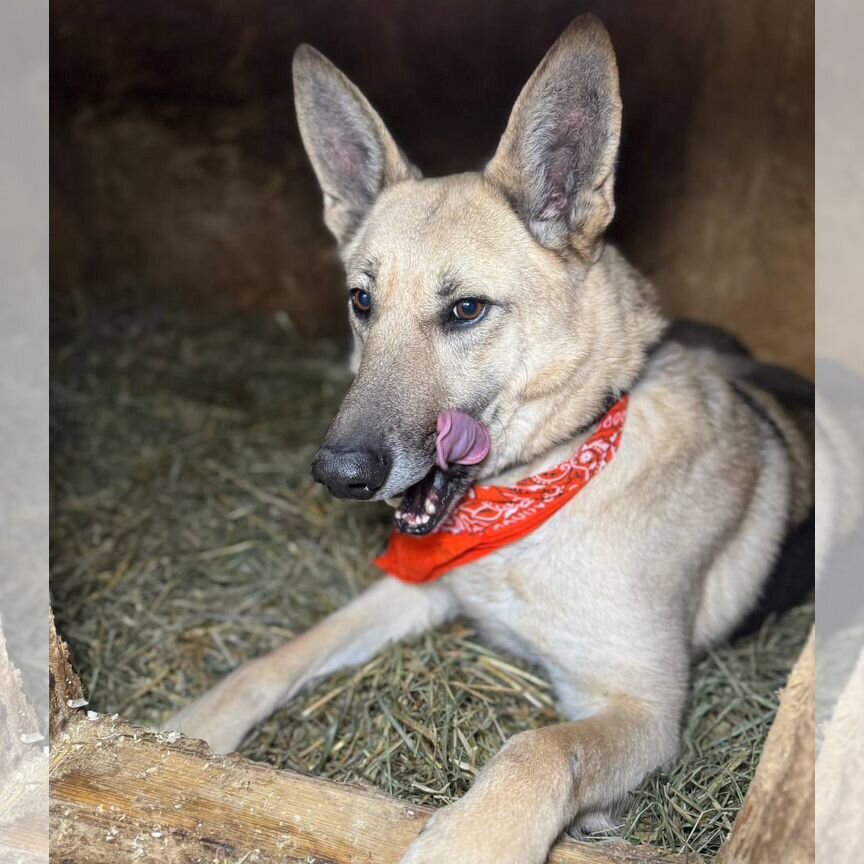 Взрослая собака в добрые руки