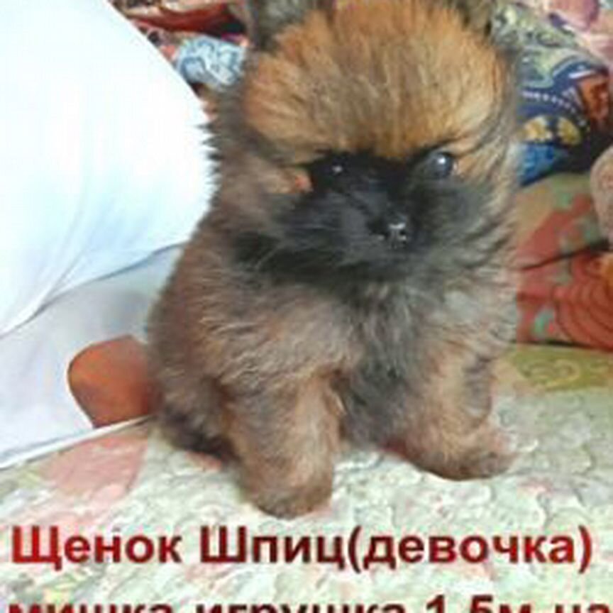 Продам щенка шпиц (девочка) мишка-игрушка 1.5 меся