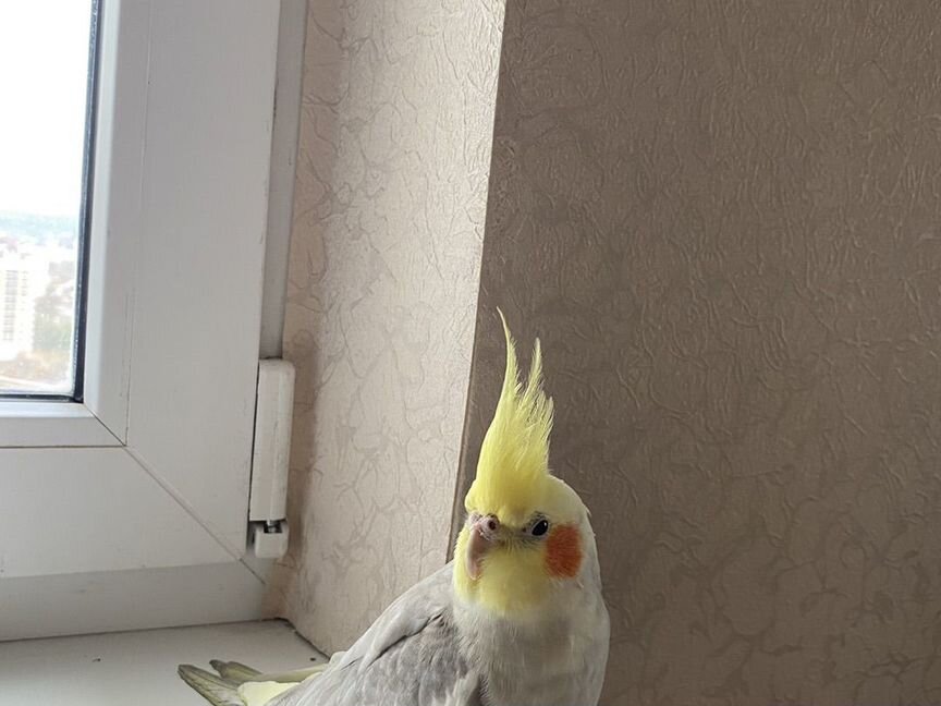 Прилетел чей-то попугай