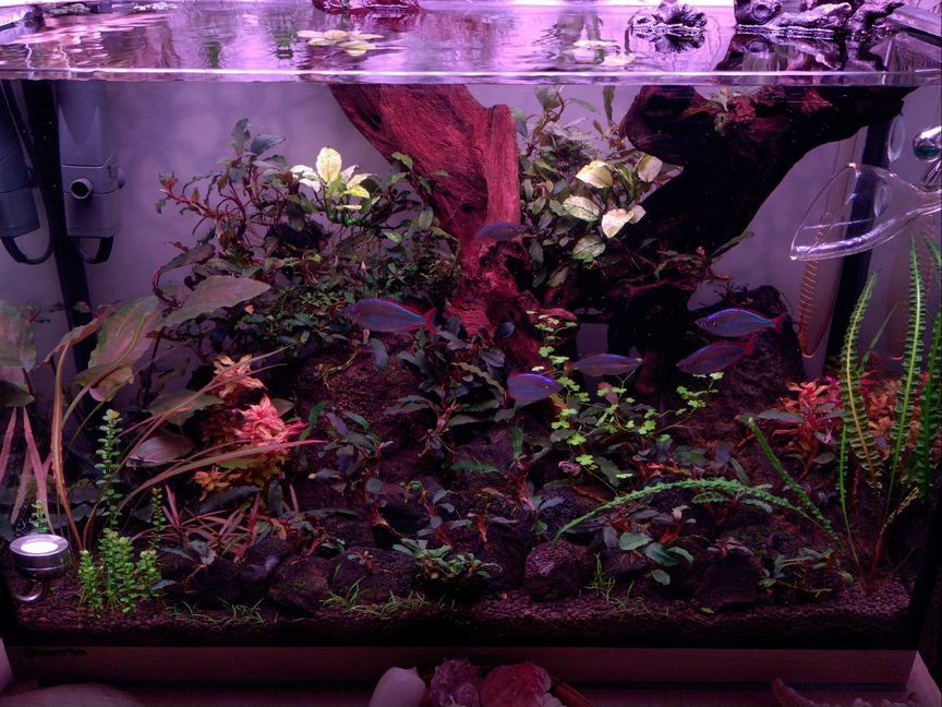 Chihiros wrgb2 60 cm