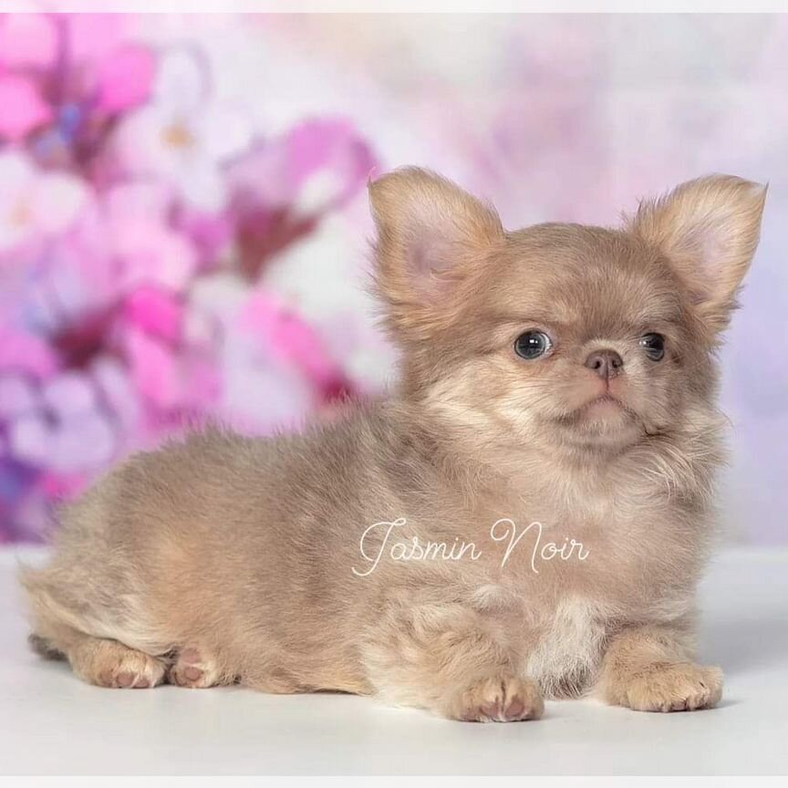 Чихуахуа мальчик лиловый