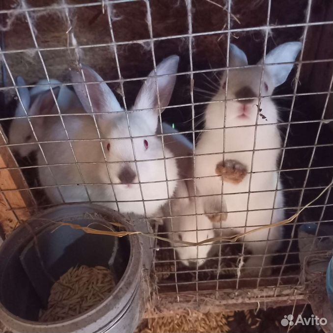 Калифорнийские кролики