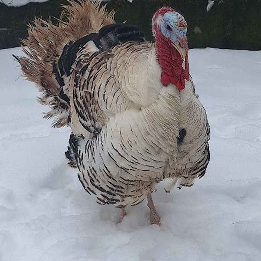 Индюк на племя