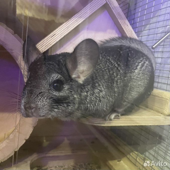 Шиншилла (мальчик) с клеткой