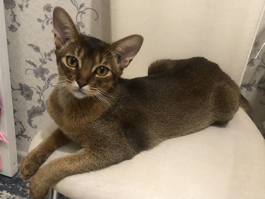 Абиссинская