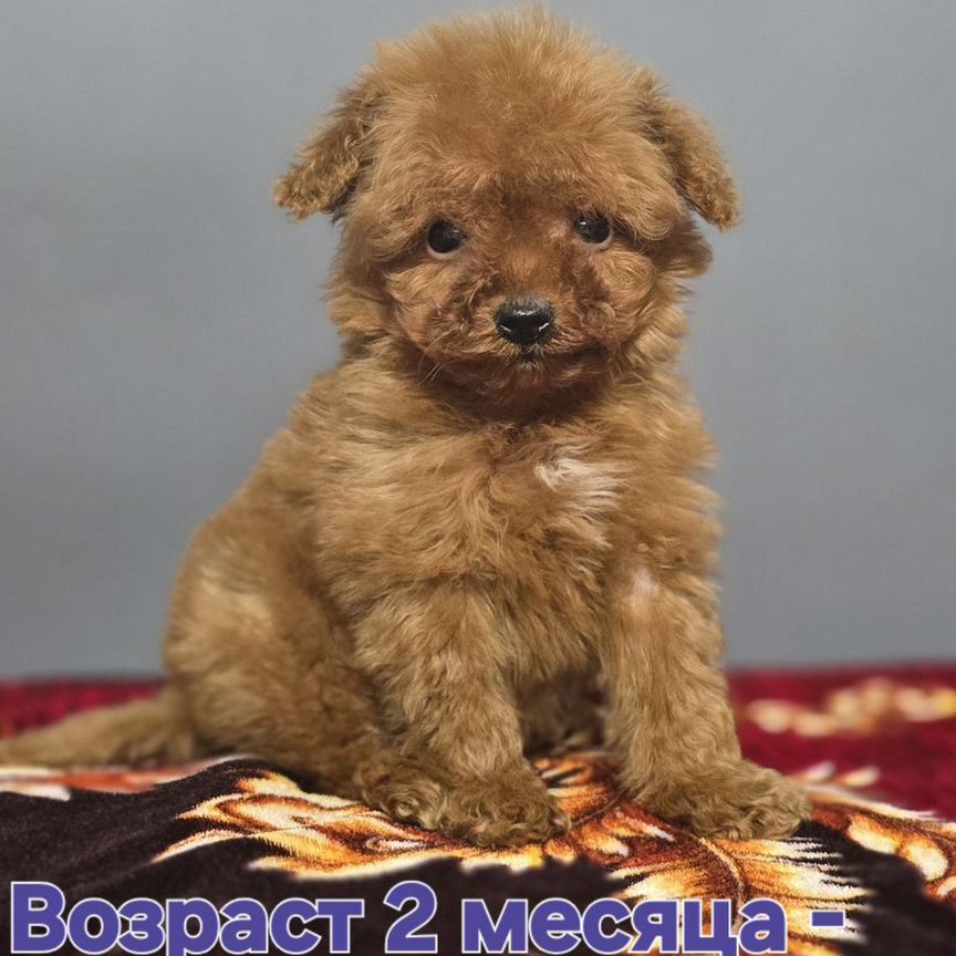 Той-пудель, щенок