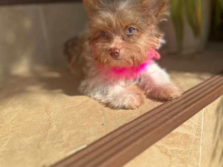 Йоркширский терьер