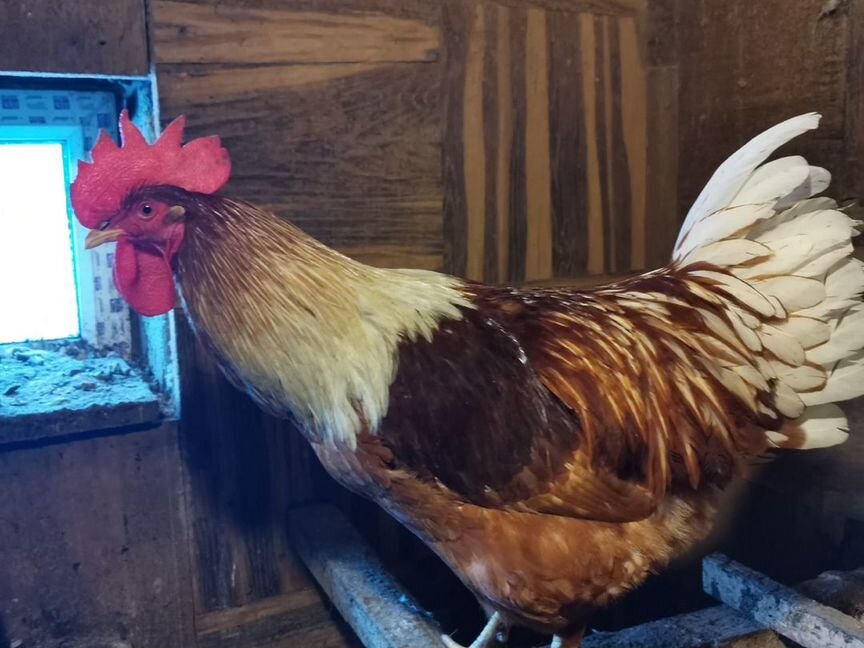 Молодые петушки