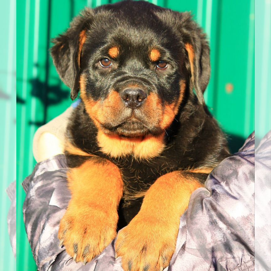 Ротвейлер, щенок