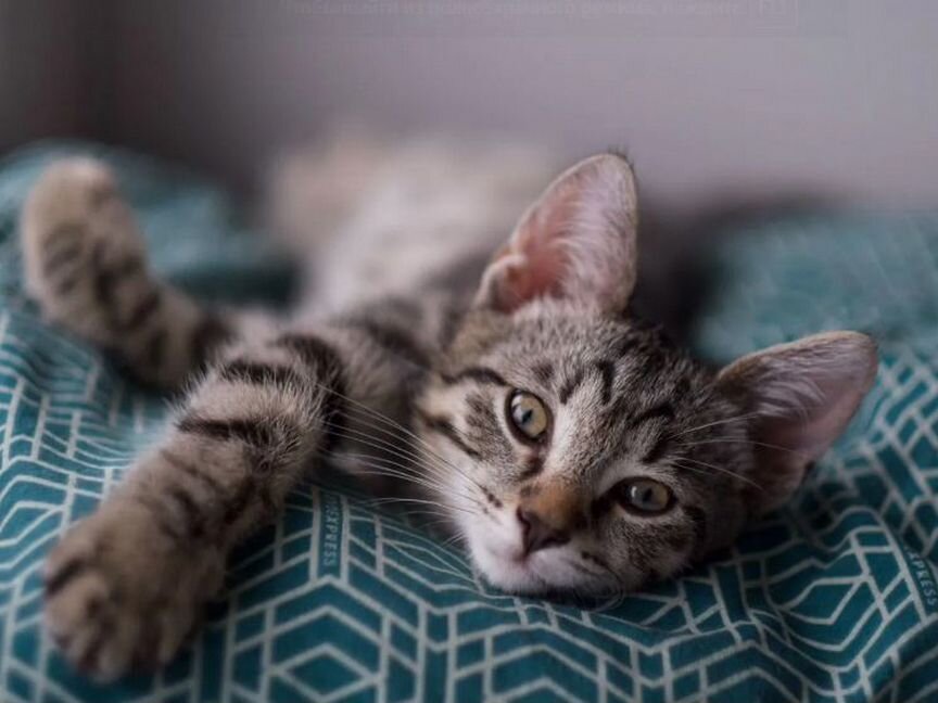 Серый полосатый котенок – девочка