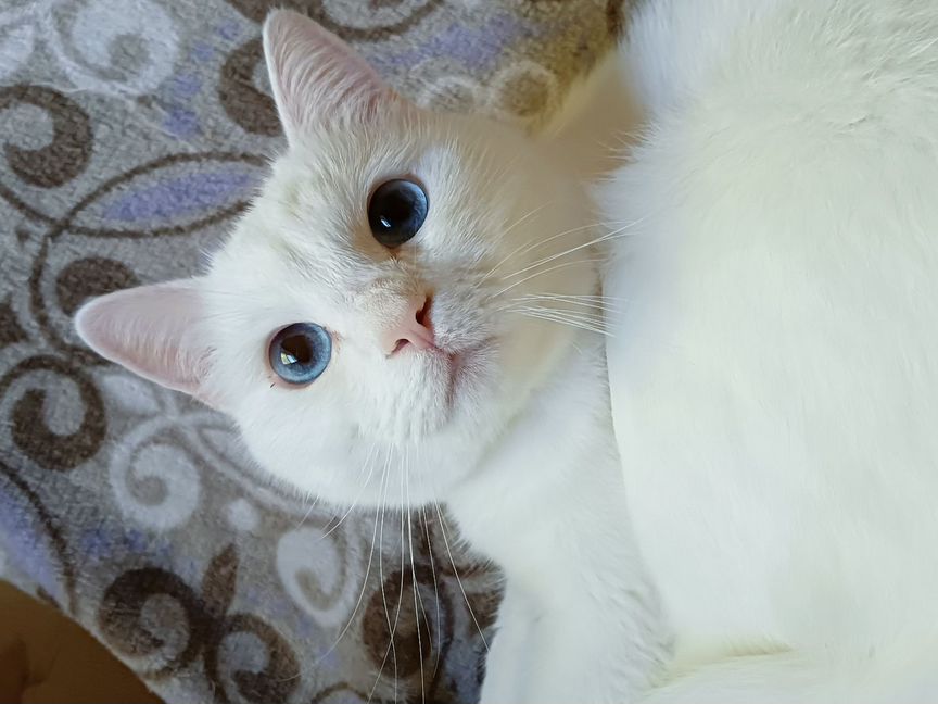 Отдам в добрые и заботливые руки кошку - девочка