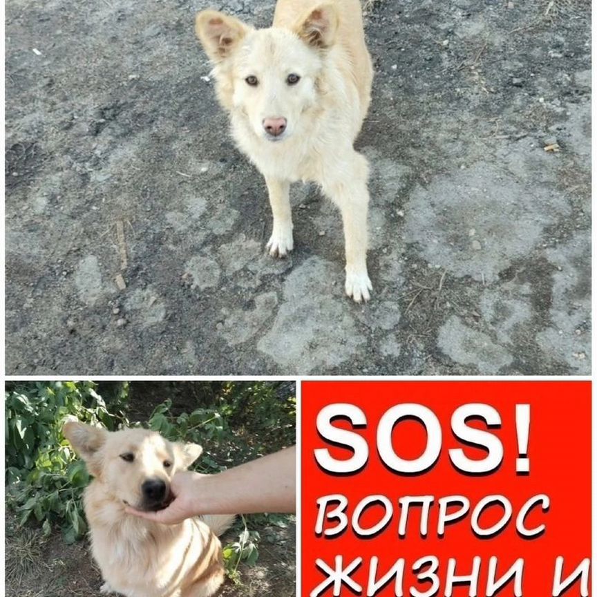 Собака в добрые руки