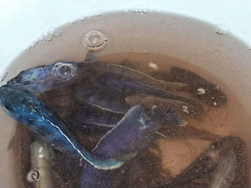 Рыбки аквариумные