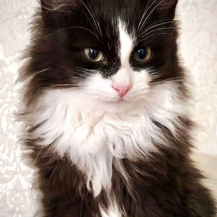 Котенок Бакс в добрые руки