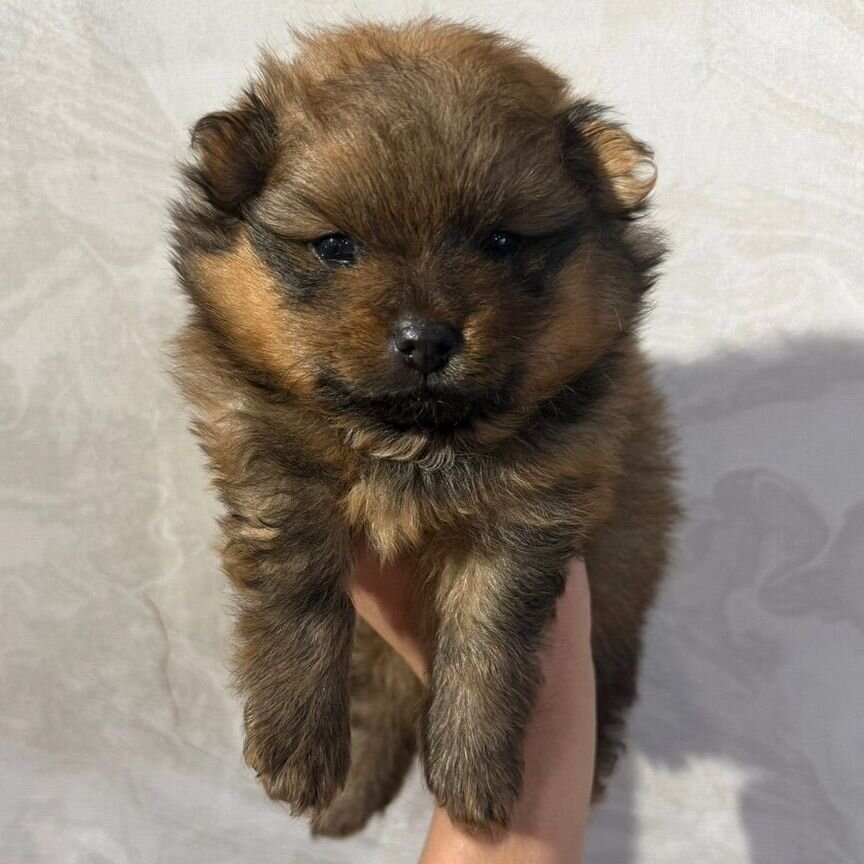 Немецкий шпиц, щенок