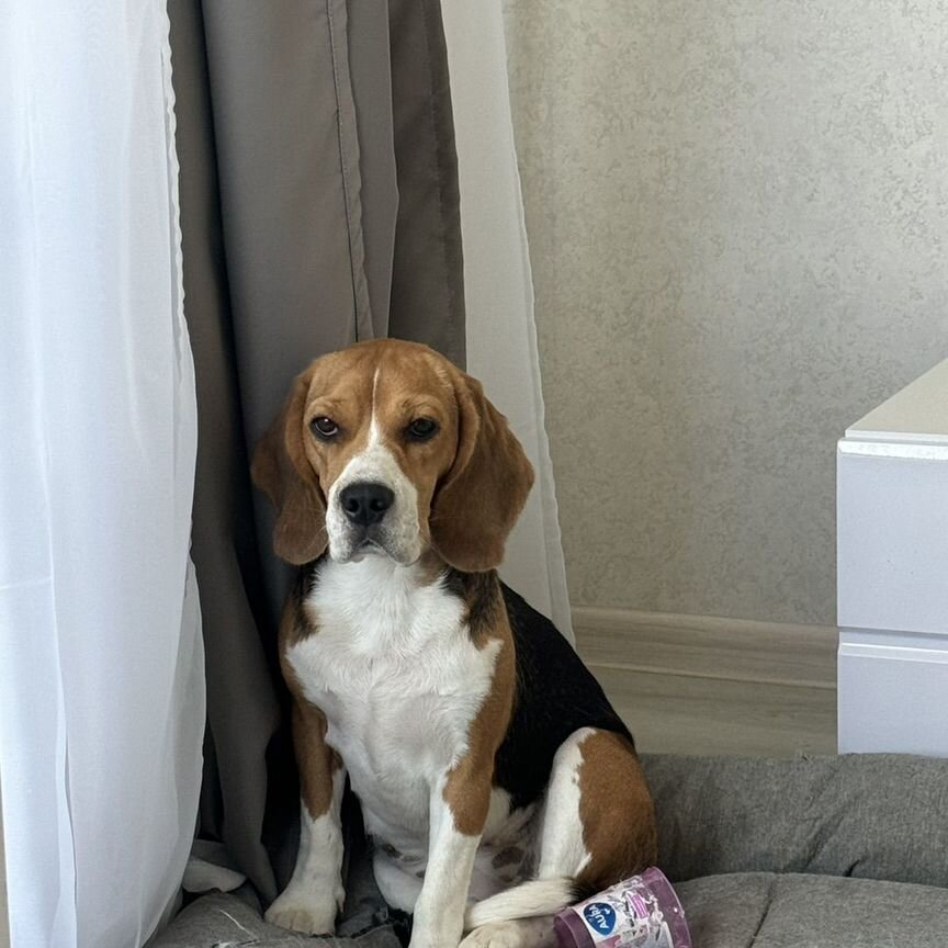 Бигль бесплатно