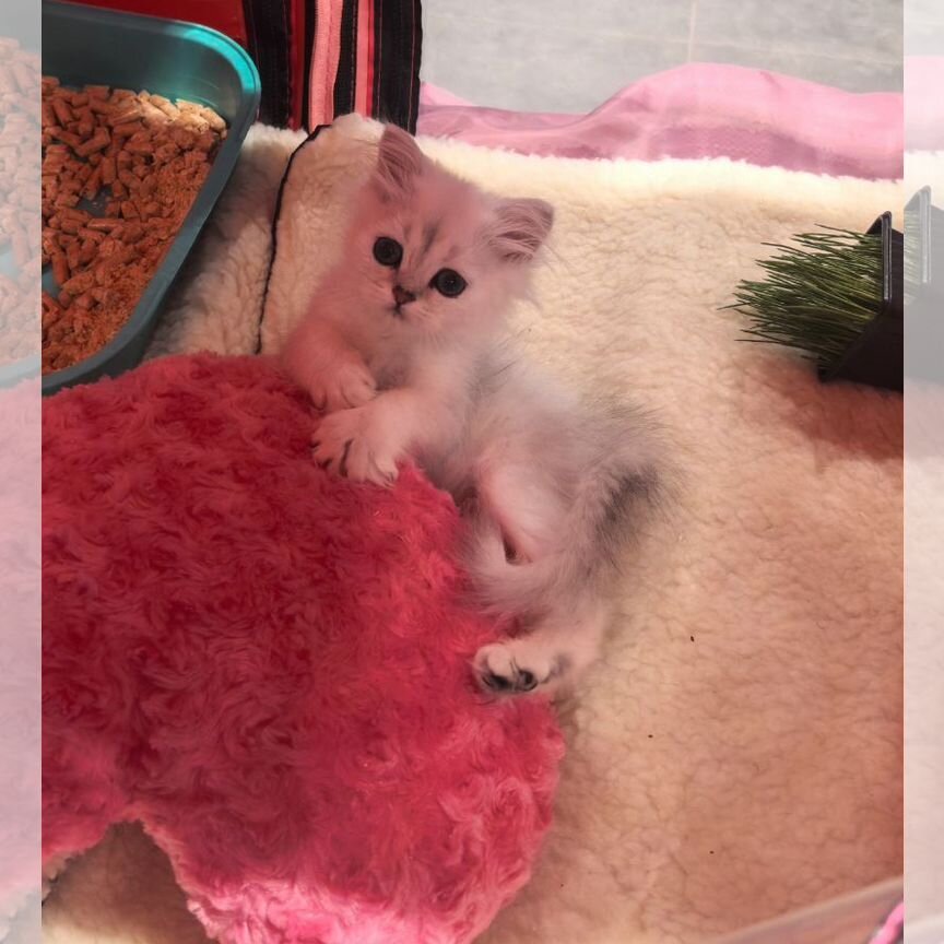 Котёнок серебристая шиншилла