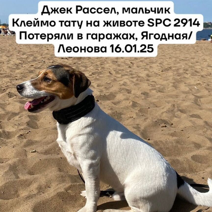 Джек рассел терьер