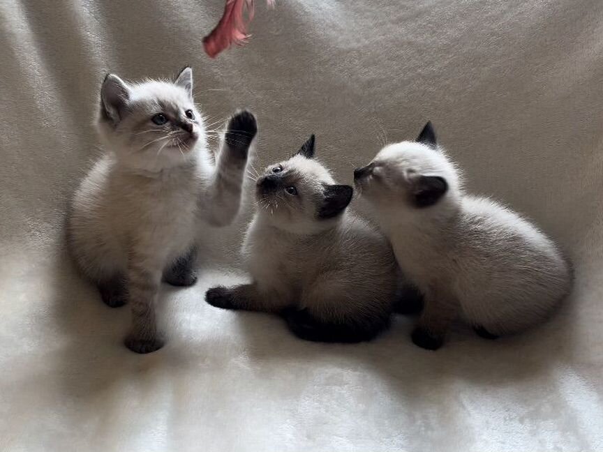 Тайские котята