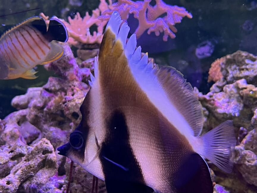 Рыба бабочка вымпельная бурая