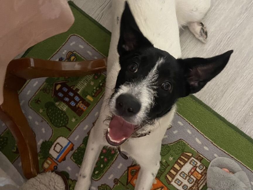 Собака Ума в добрые руки