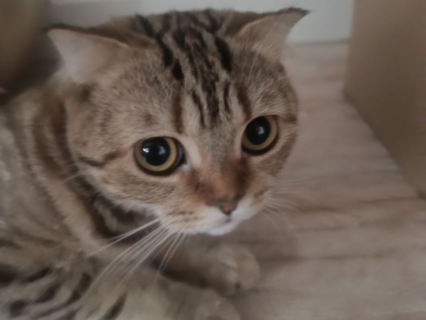 Кошка шотландская в дар