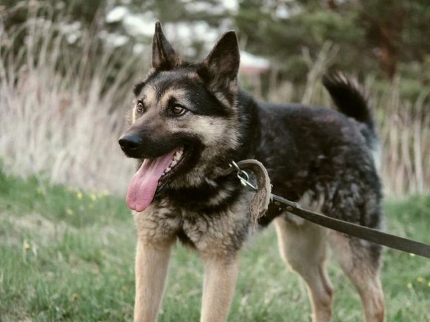 Собака в добрые руки овчароид