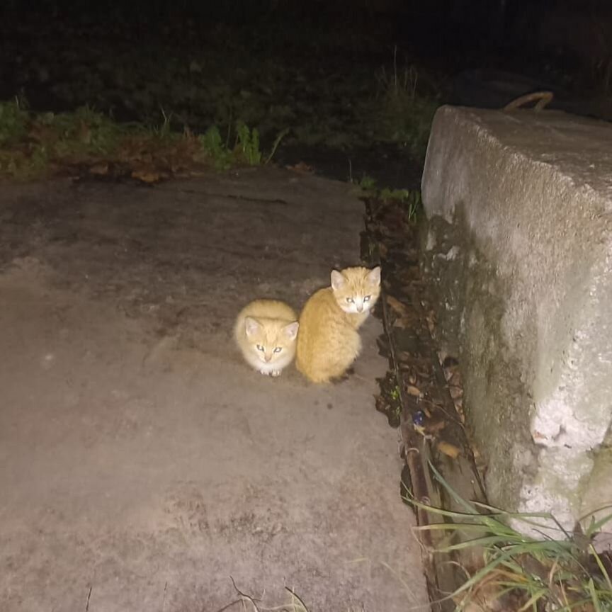 Котята в добрые руки