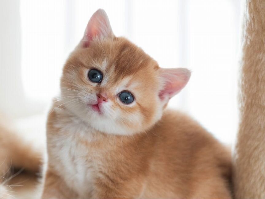 Шотландские золотые котята