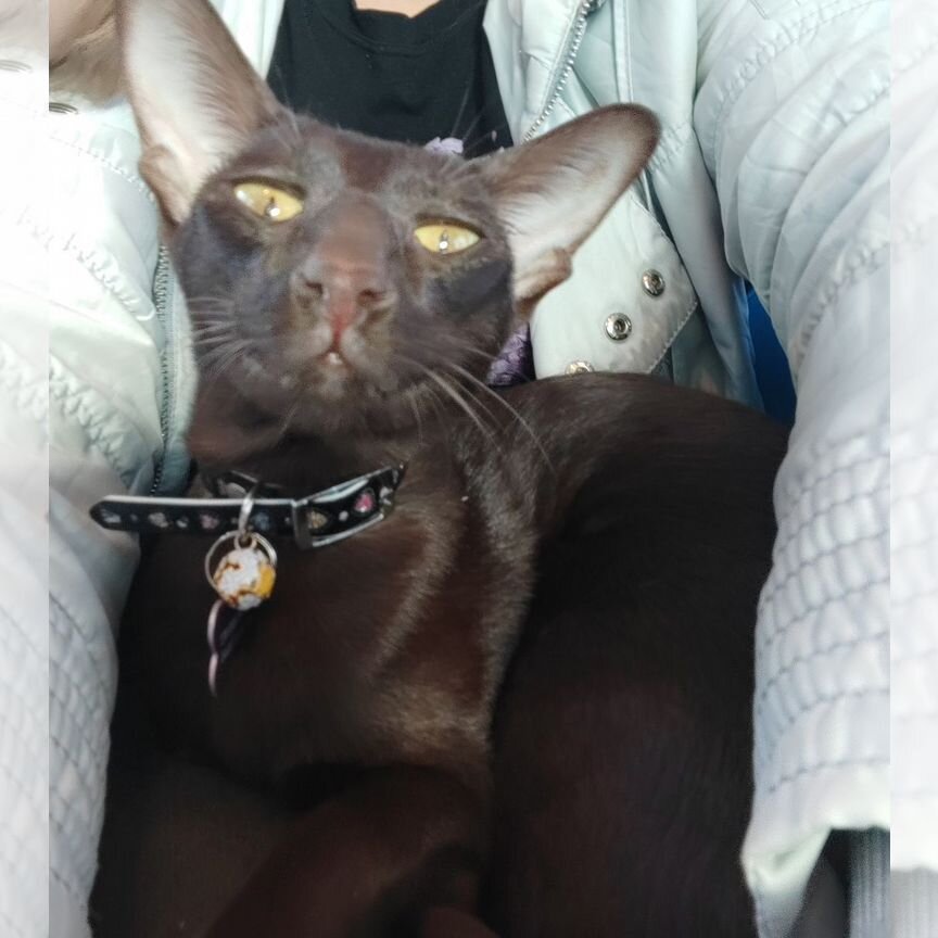 Ориентальная богиня Кассиопея