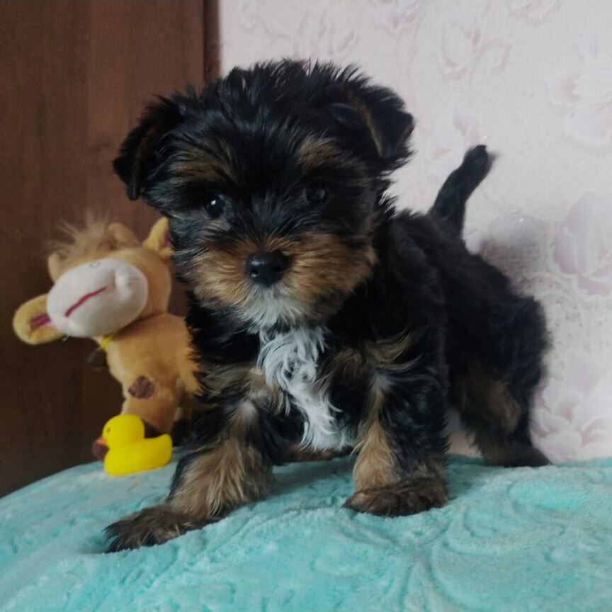 Щенята йорка (мелкий стандарт)