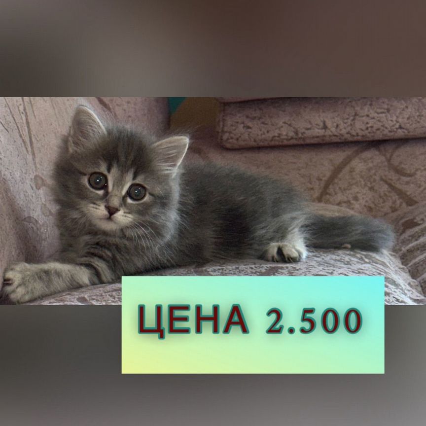 Мейн-кун котёнок