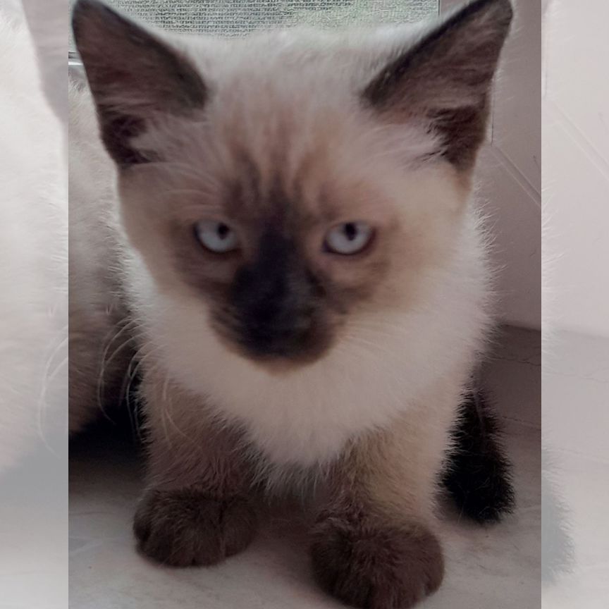 Сиамский котёнок