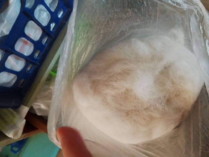 Шесть собачья