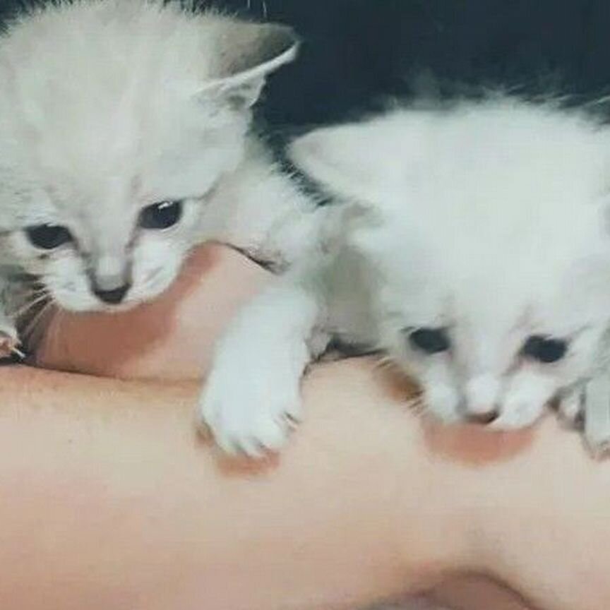 Сиамский котёнок