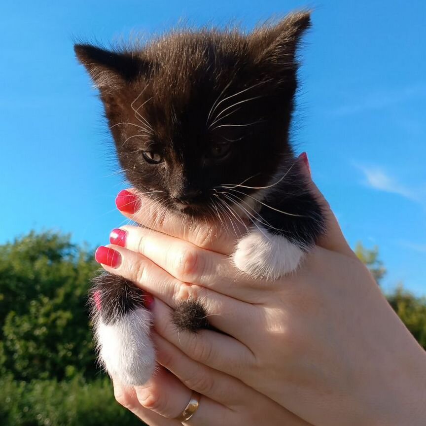 Котёнок в добрые руки