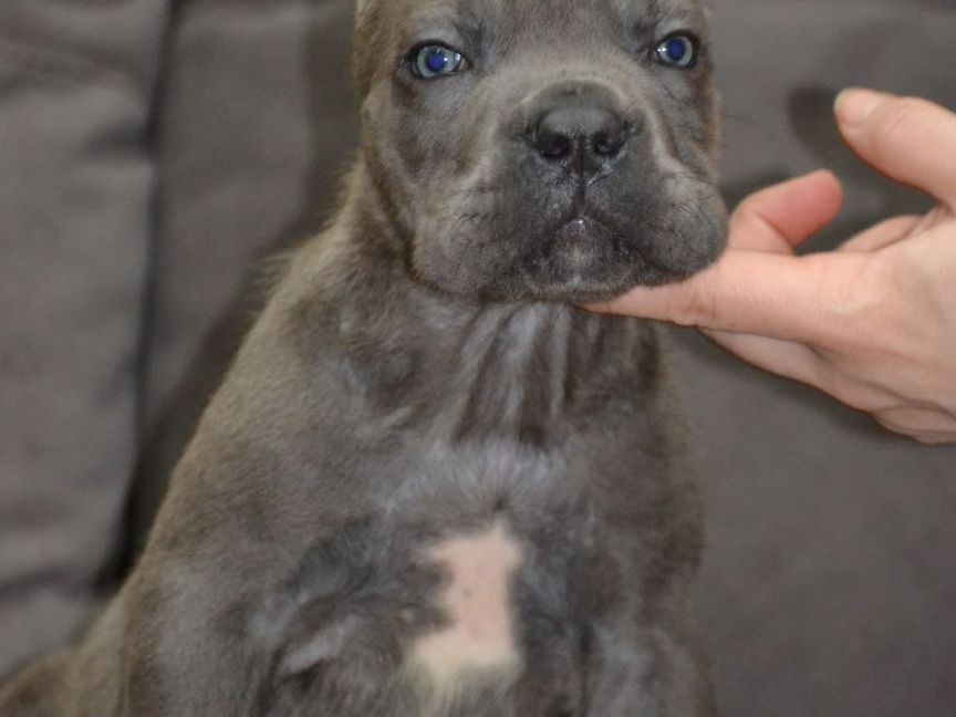 Шикарный парень от импортных родителей