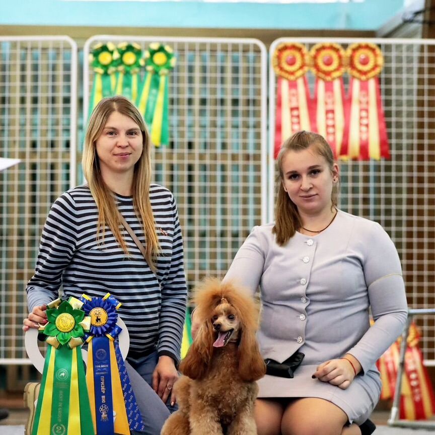Пудель щенок (девочка) РКФ