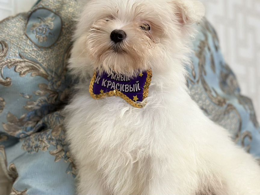 Мальчик Красавчик мини